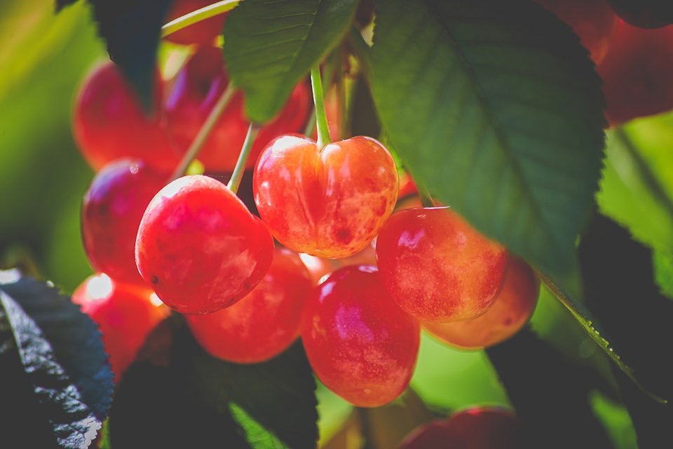 Harvest For You U-Pick List - Harvest Time in Brentwood